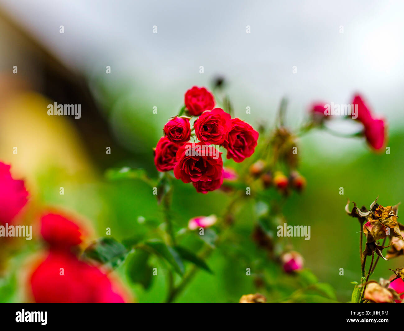 Beautiful colors of roses in the garden, summer day, natural life Stock ...