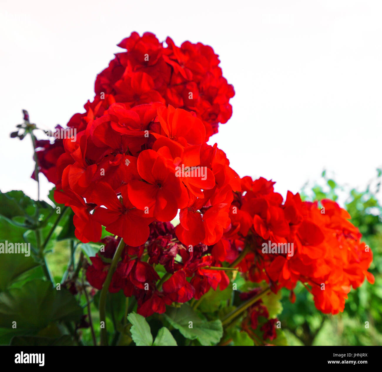Red flowers in the garden, summer day, natural life Stock Photo - Alamy