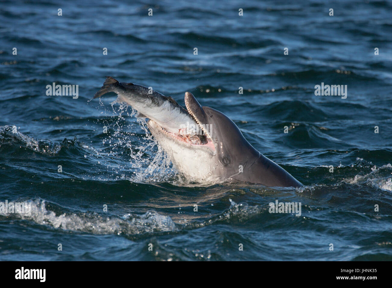 Bottle nose dolphin hunting hi-res stock photography and images - Alamy