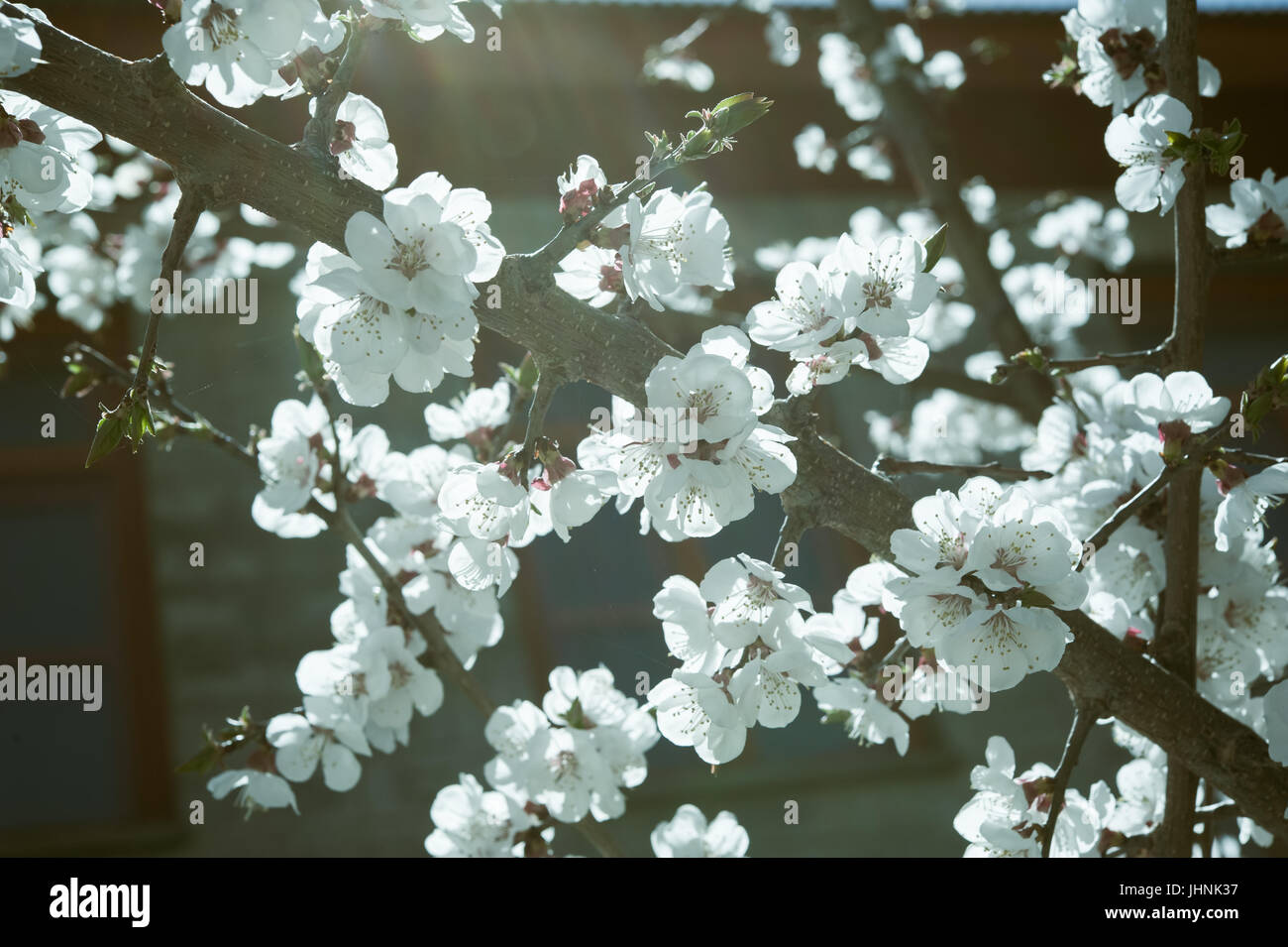 Spring Cherry blossoms in the Hunza Valley Pakistan Stock Photo - Alamy