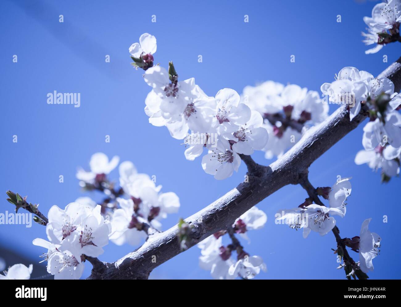 Spring Cherry blossoms in the Hunza Valley Pakistan Stock Photo - Alamy