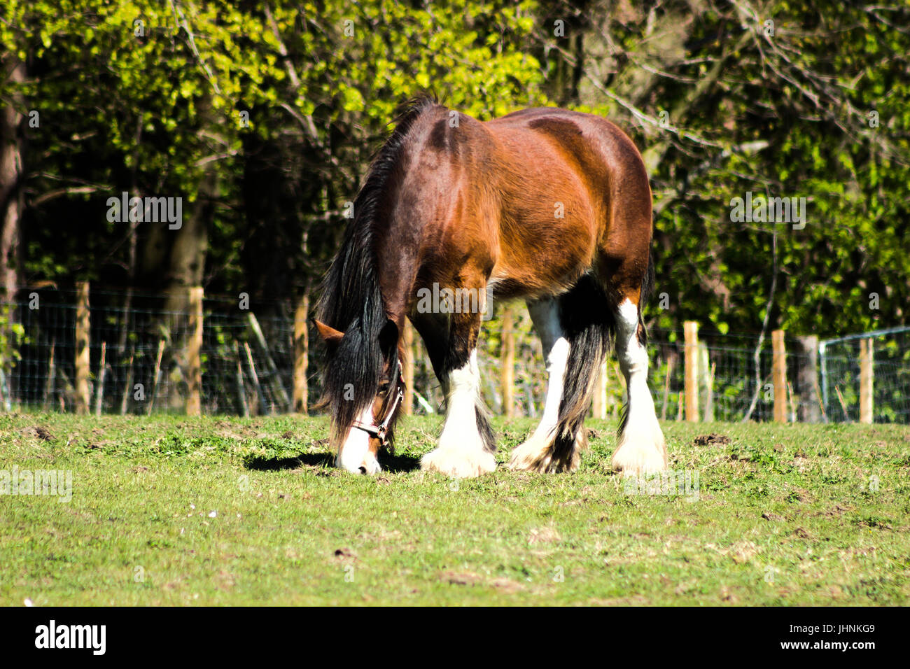 Horse with shiny coat hi-res stock photography and images - Alamy