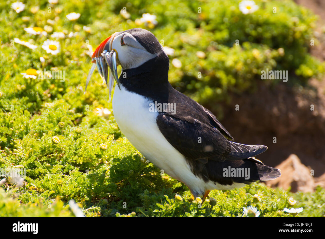 Puffin, Skomer Island, Pembrokeshire Stock Photo - Alamy