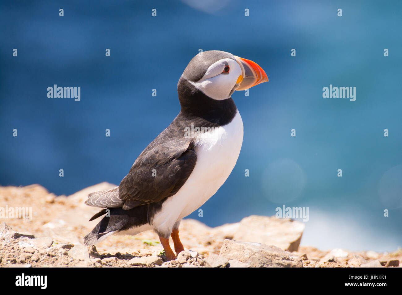 Puffin, Skomer Island, Pembrokeshire Stock Photo - Alamy
