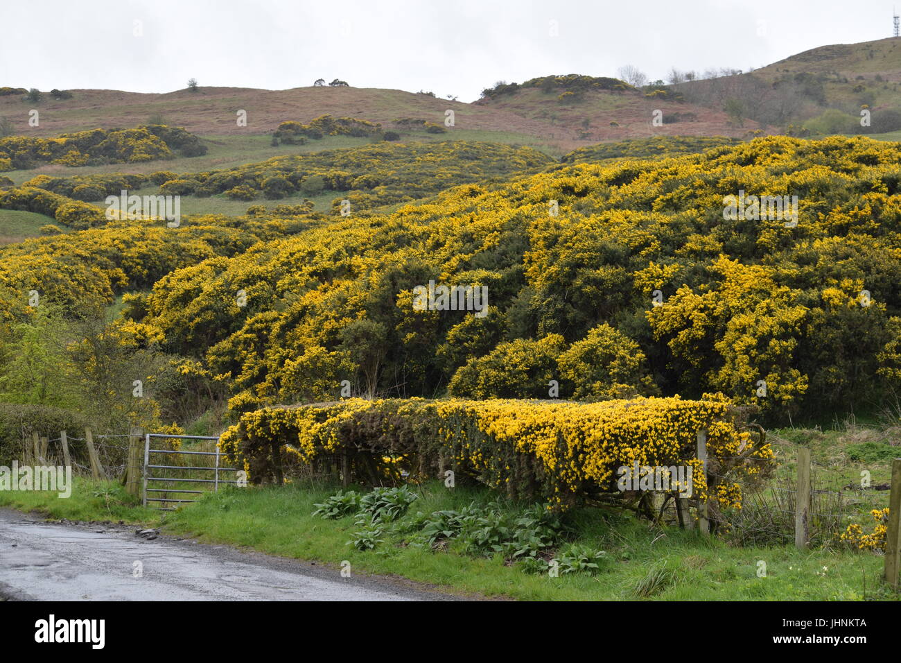 Gorse on a hill side Stock Photo - Alamy