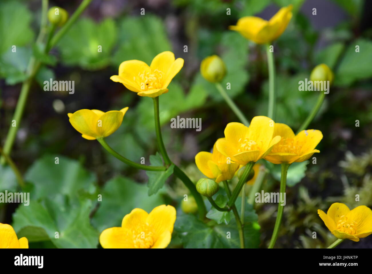 Ranunculus or water buttercups Stock Photo - Alamy
