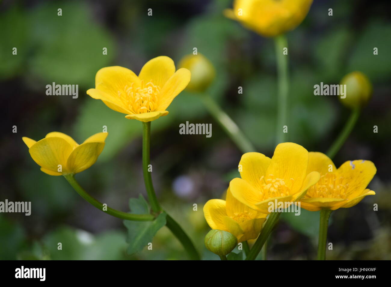 Ranunculus or water buttercups Stock Photo - Alamy
