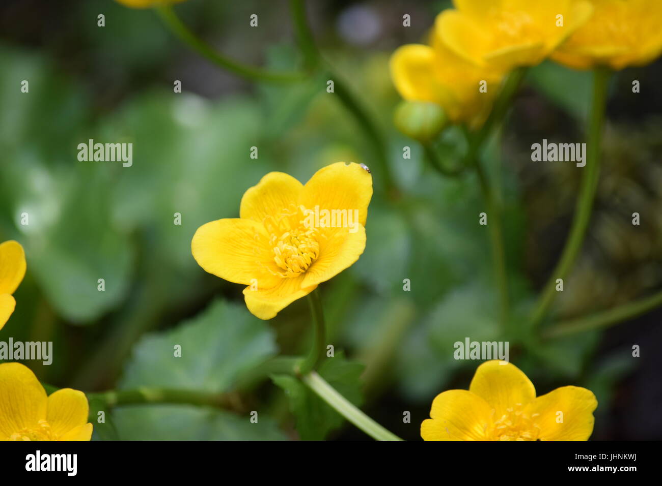 Ranunculus or water buttercups Stock Photo - Alamy