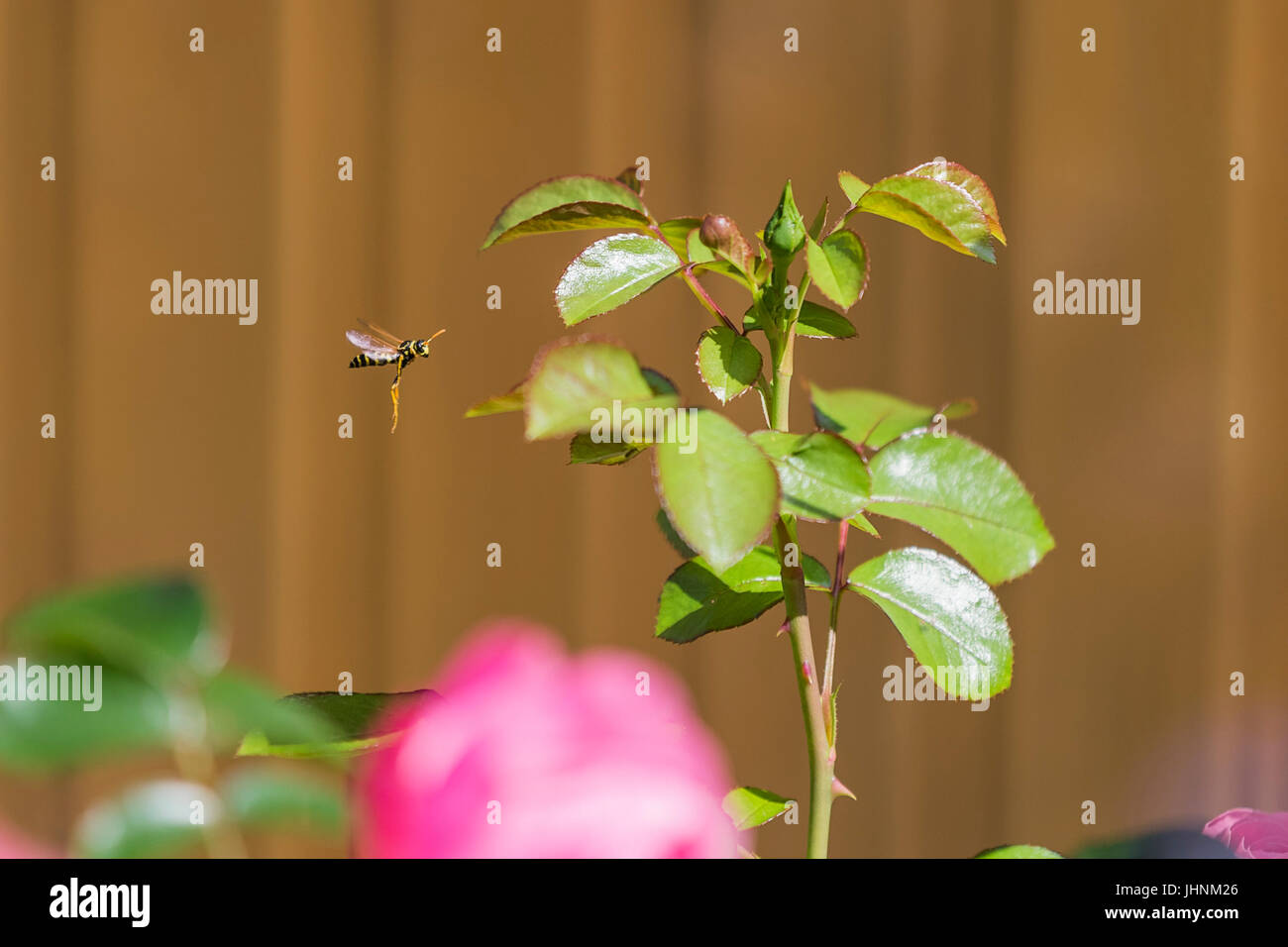 Pink flower with flying insects Stock Photo - Alamy