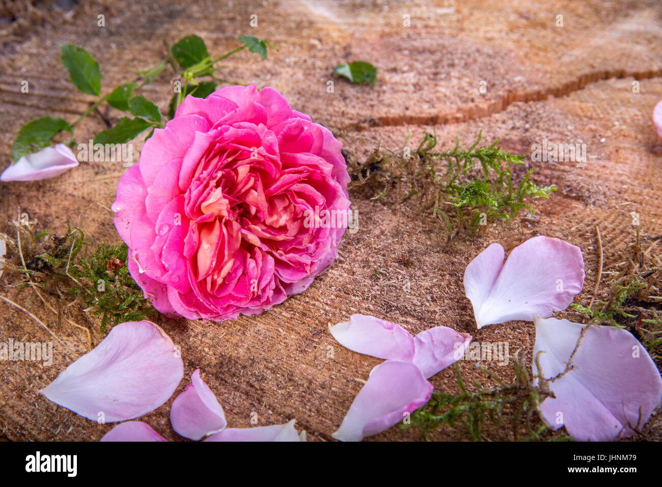 Beautiful pink English rose flower on vintage wooden background Stock ...