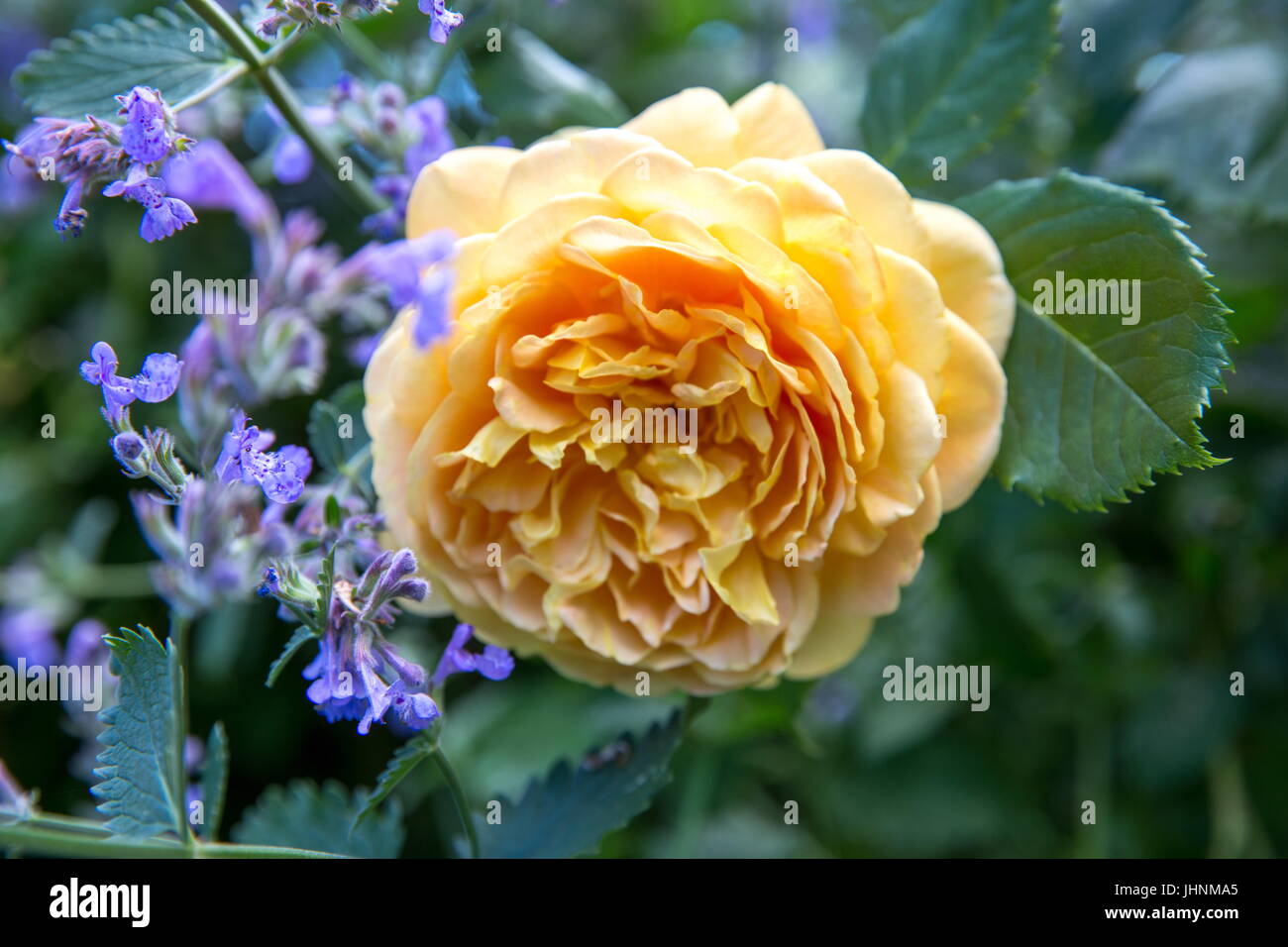 Blooming pink English rose in the garden on a sunny day. David Austin ...