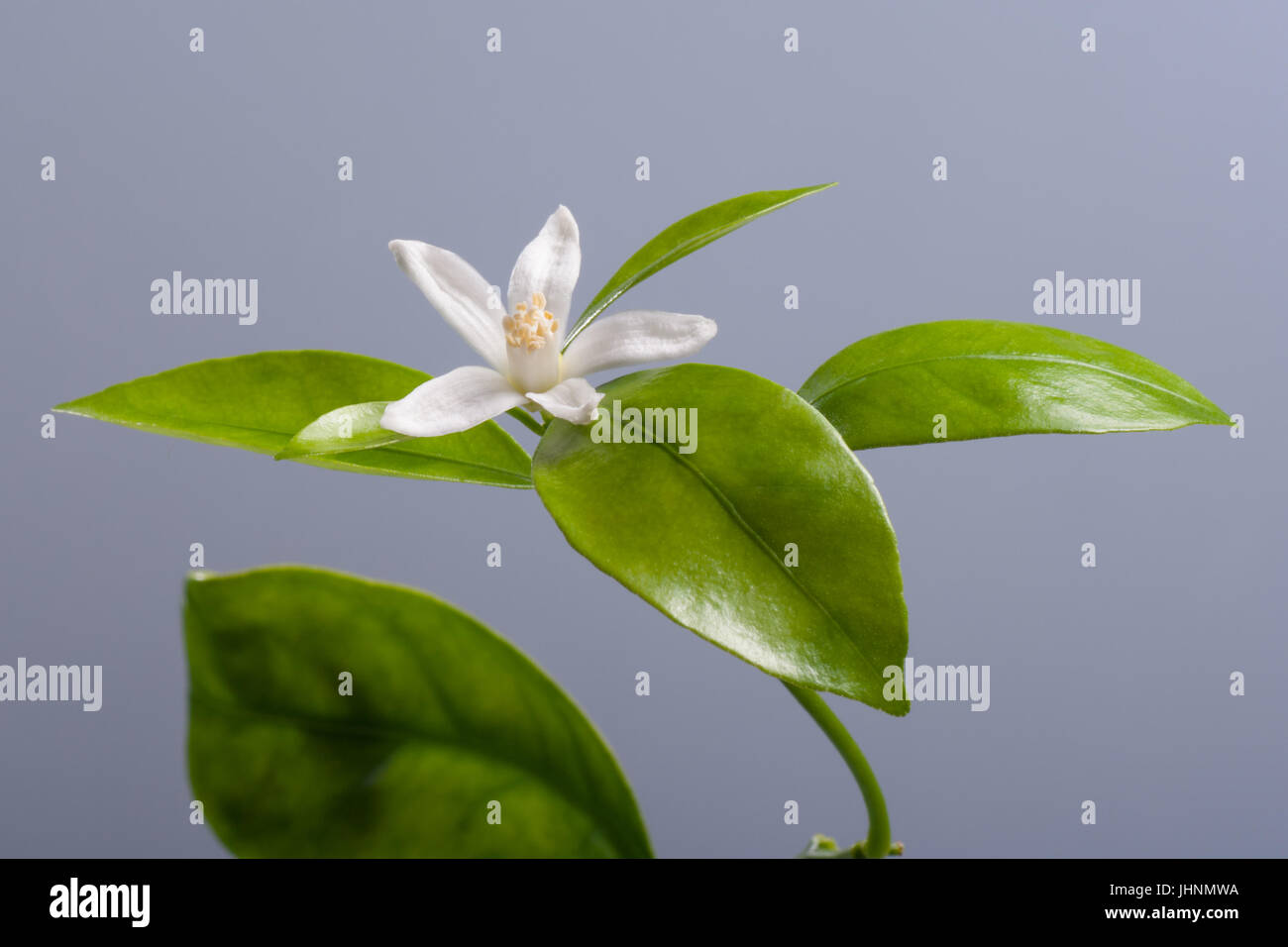 Citrus flower hi-res stock photography and images - Alamy