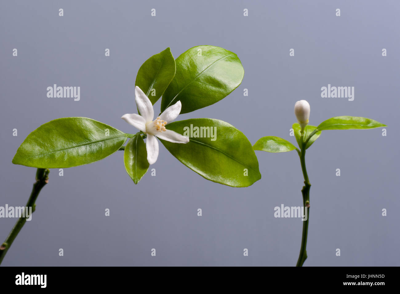 Beautiful blooming Tangerine Mandarin Flower on gray background. Studio ...