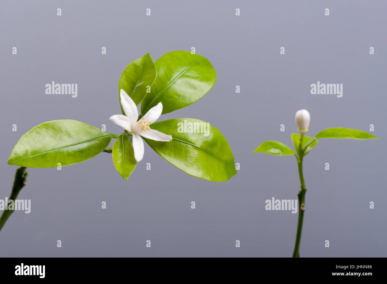 Beautiful blooming Tangerine Mandarin Flower on gray background. Studio ...
