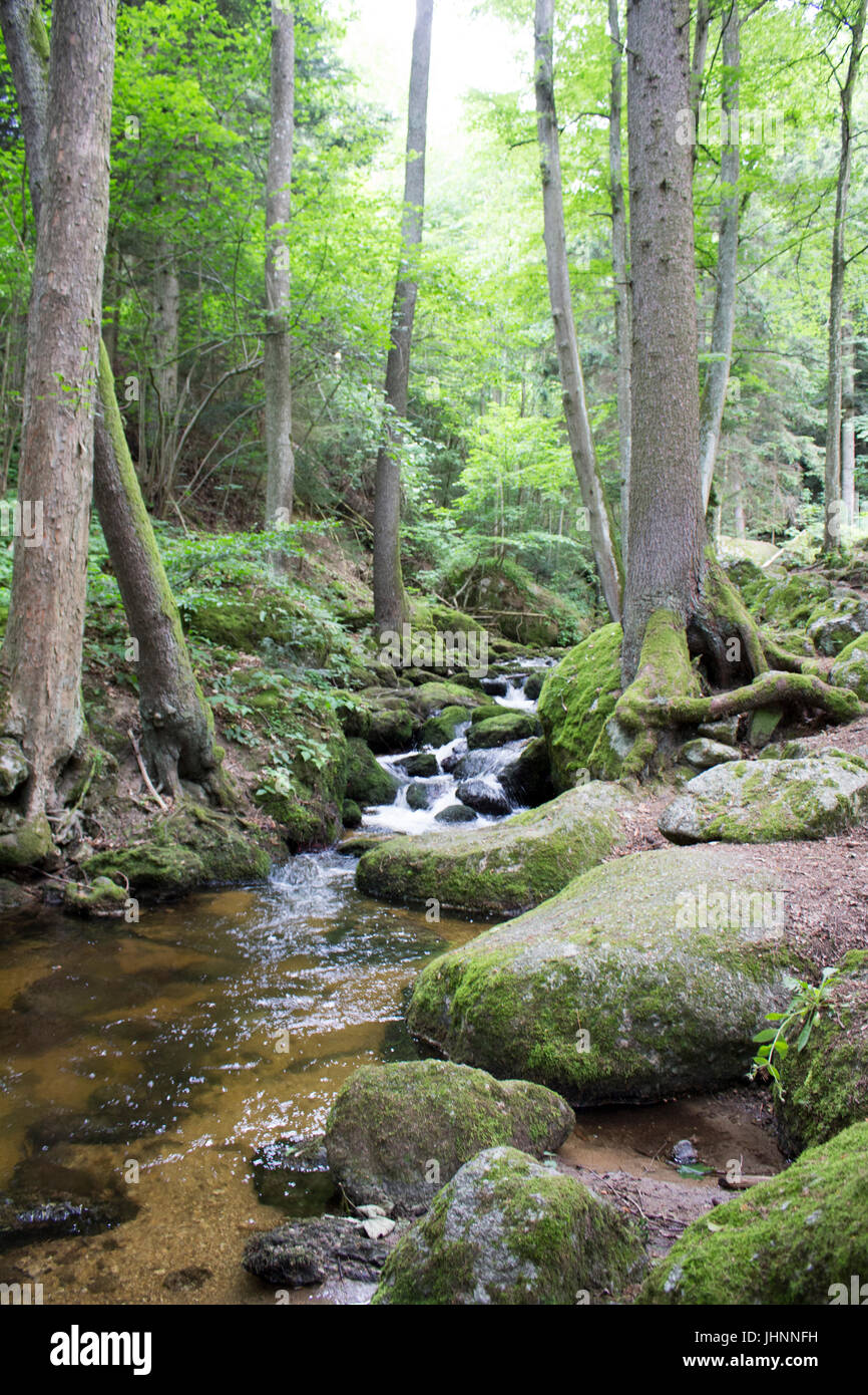 Trees hiking adventure climbing hi-res stock photography and images - Alamy