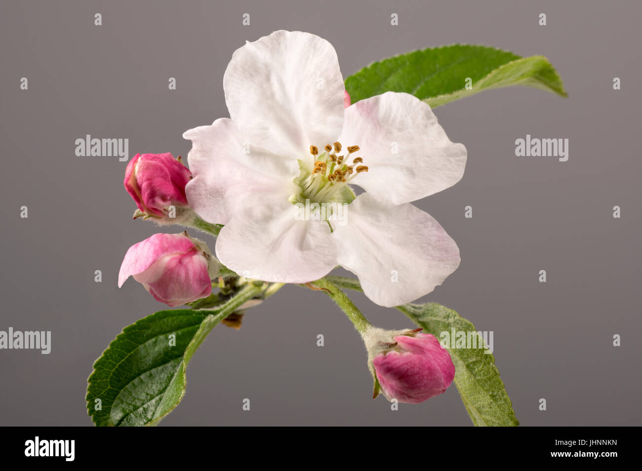 Kwiatki hi-res stock photography and images - Alamy