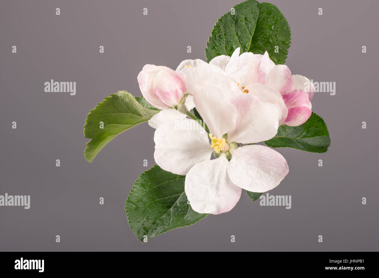 Flowers of apple tree on branch. Studio shoot Stock Photo - Alamy