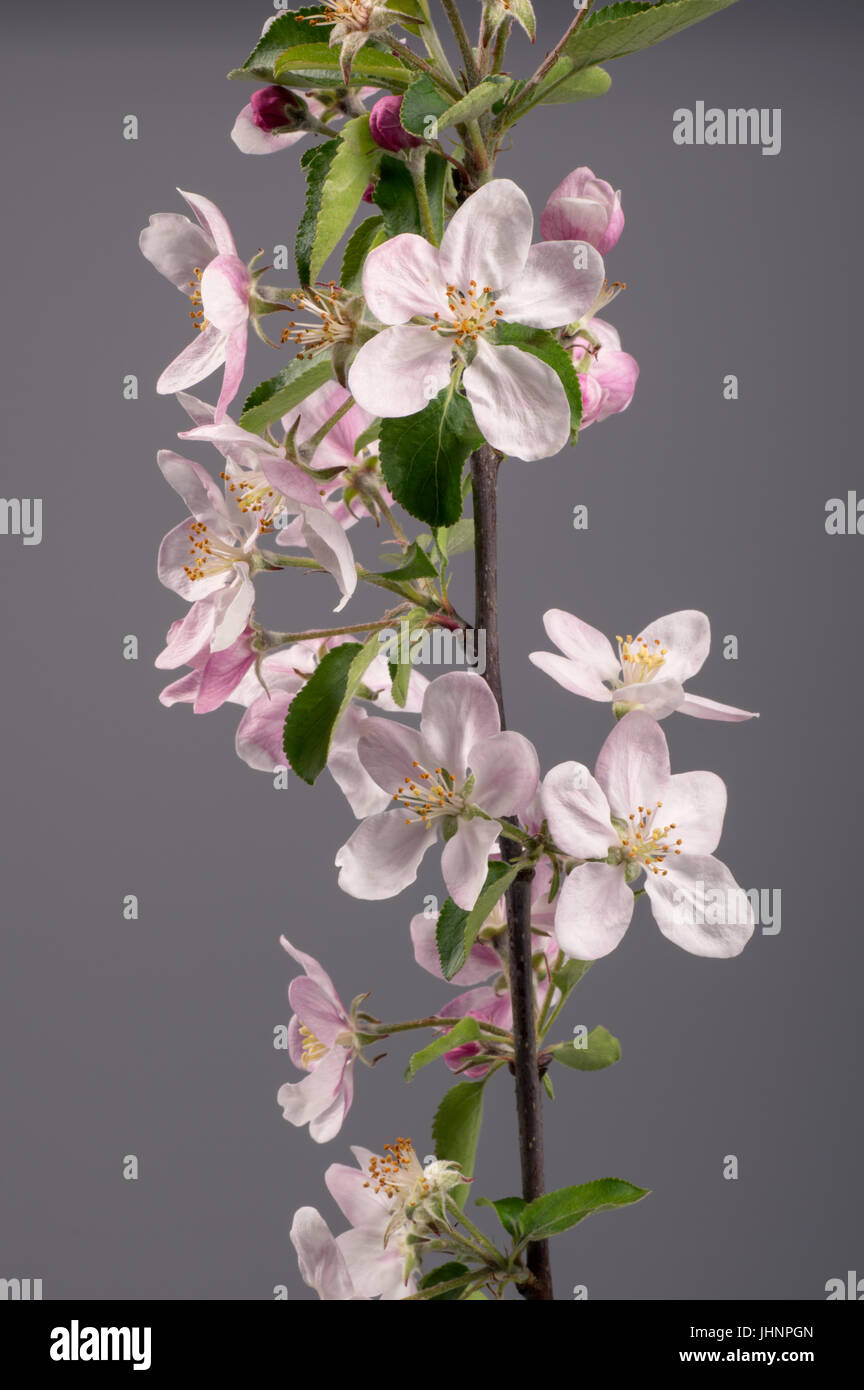 Flowers of apple tree on branch. Studio shoot Stock Photo - Alamy