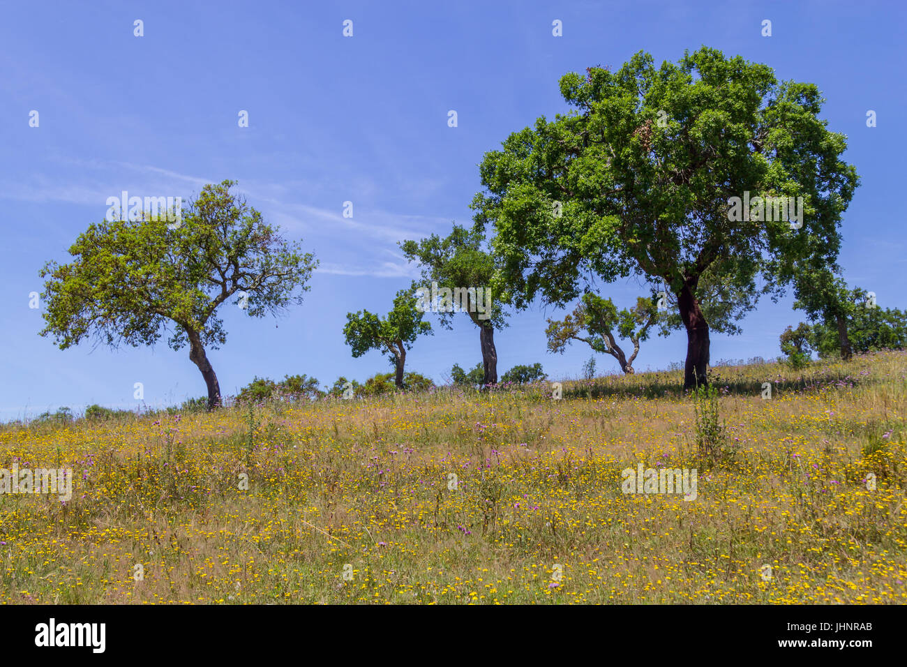 Cork trees in a farm field in Vale Seco, Santiago do Cacem, Alentejo ...