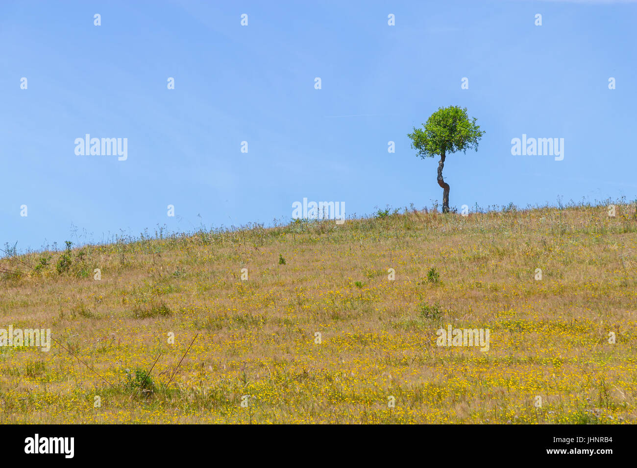 Small Cork tree alone in a farm field in Vale Seco, Santiago do Cacem ...