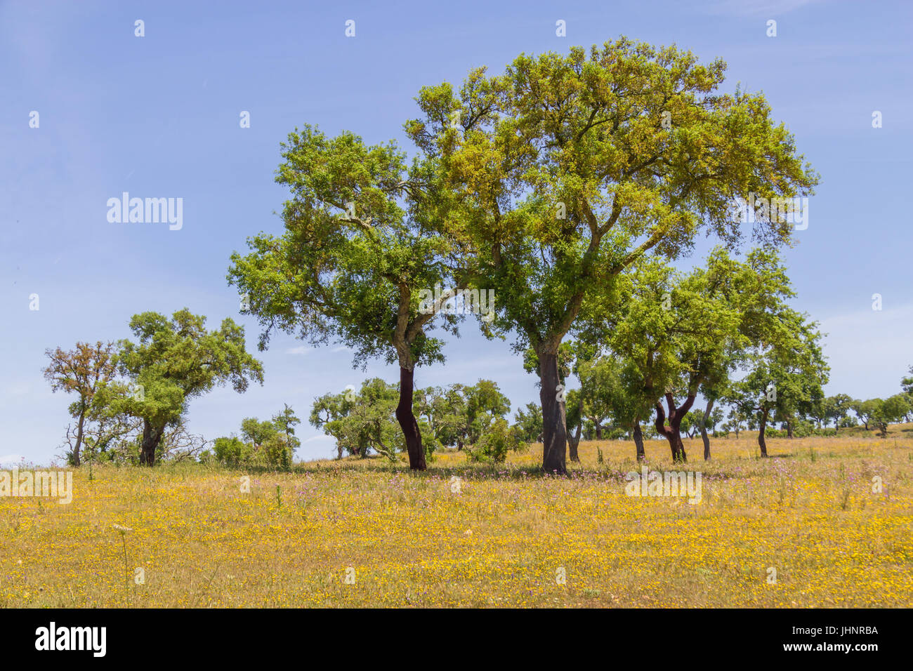 Cork trees in a farm field in Vale Seco, Santiago do Cacem, Alentejo ...