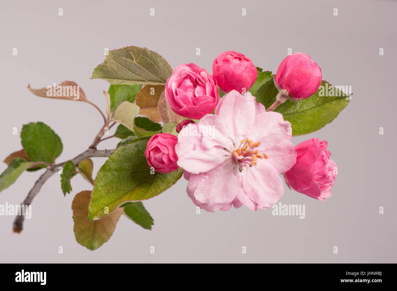 Flowers of brandywine crabapple tree on branch. Apple tree. Studio ...