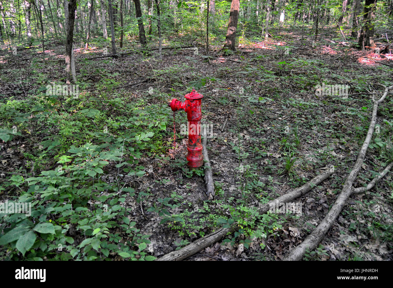 Fire hydrant in woods hi-res stock photography and images - Alamy