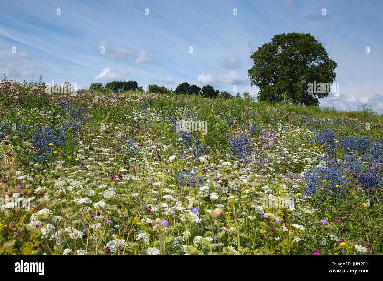 Mass Planting of Perennial Flowers on Hillside at RHS Hyde Hall Stock ...