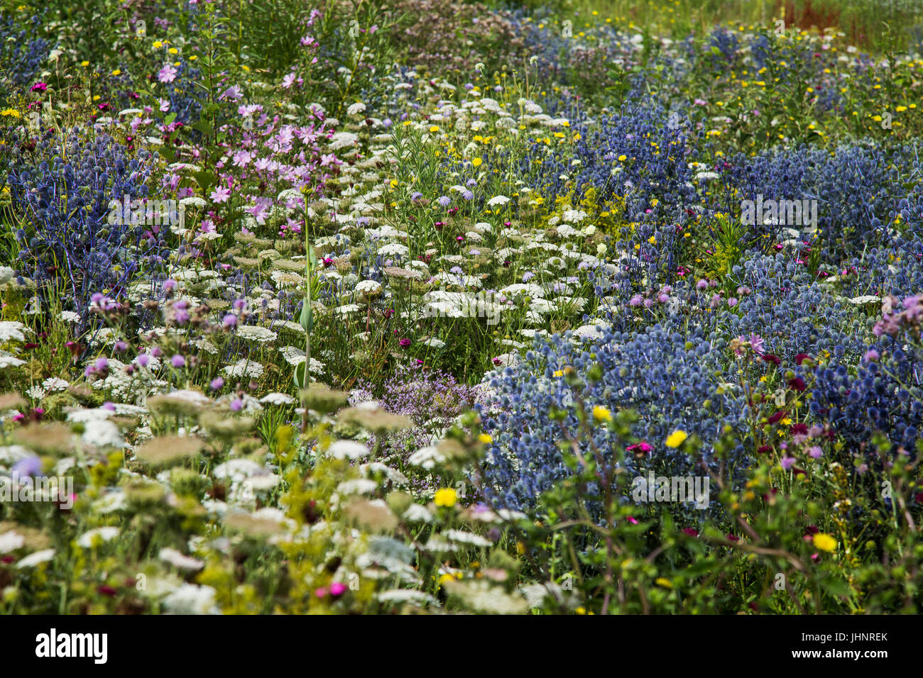 Mass Planting of Perennial Flowers on Hillside at RHS Hyde Hall Stock ...