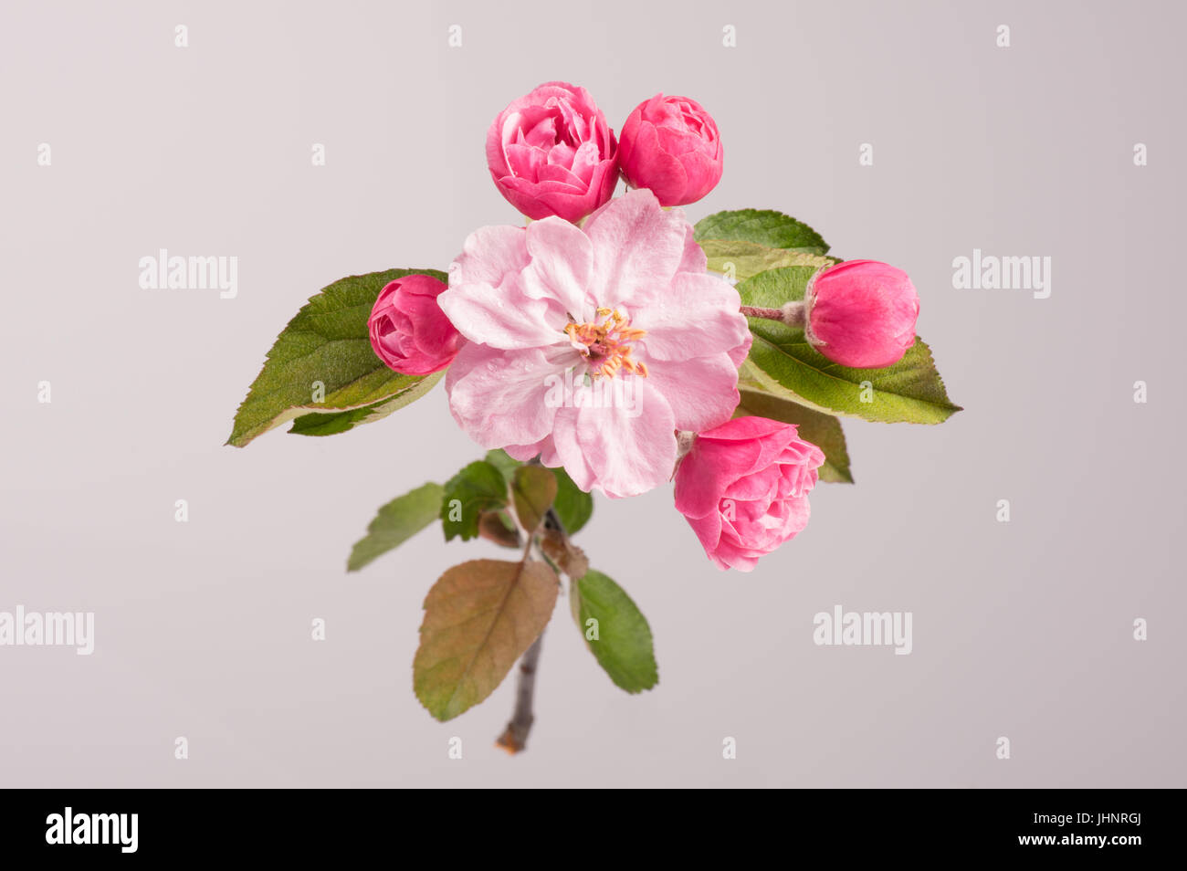 Flowers of brandywine crabapple tree on branch. Apple tree. Studio ...