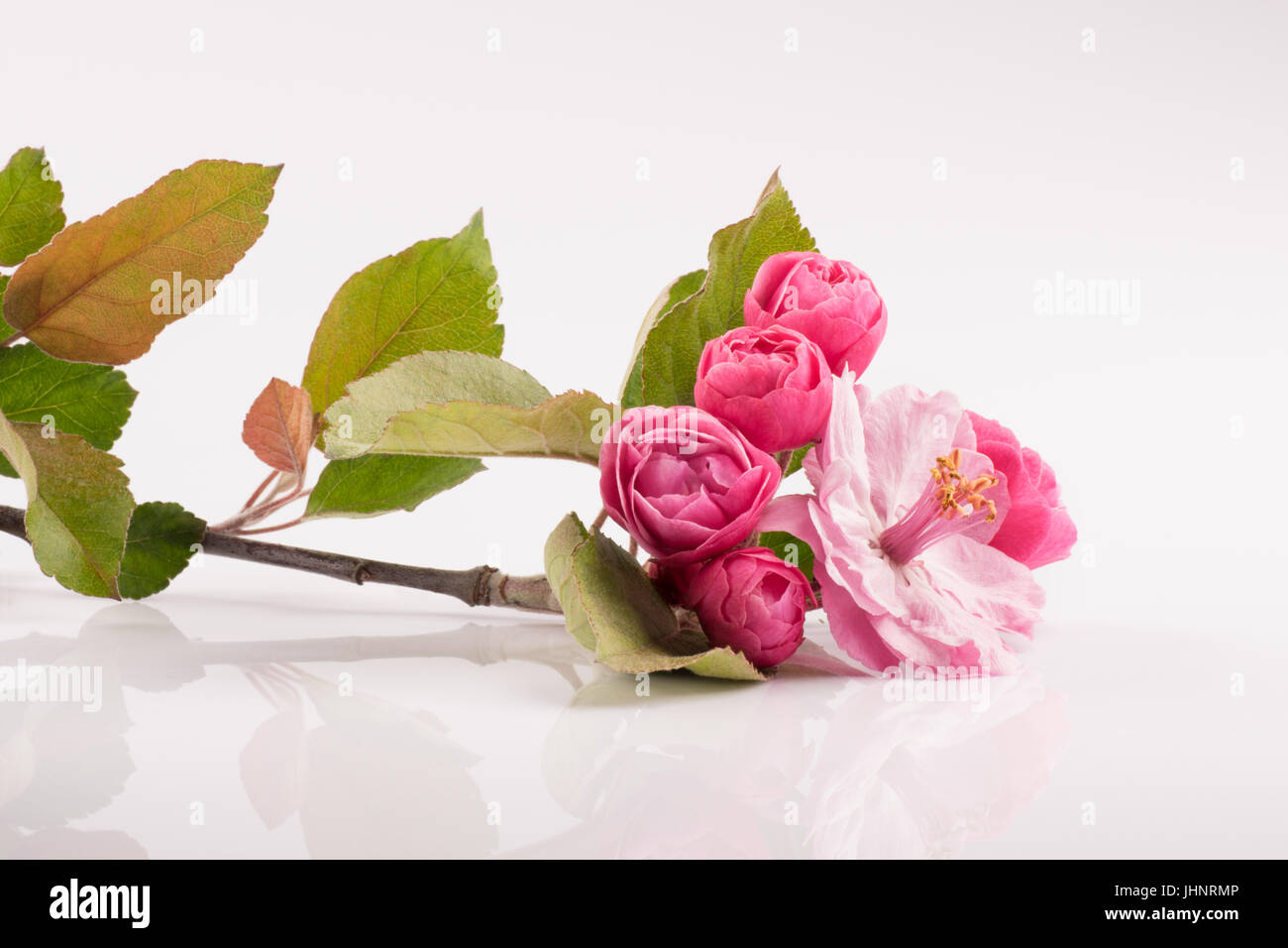 Flowers of brandywine crabapple tree on branch. Apple tree. Studio ...