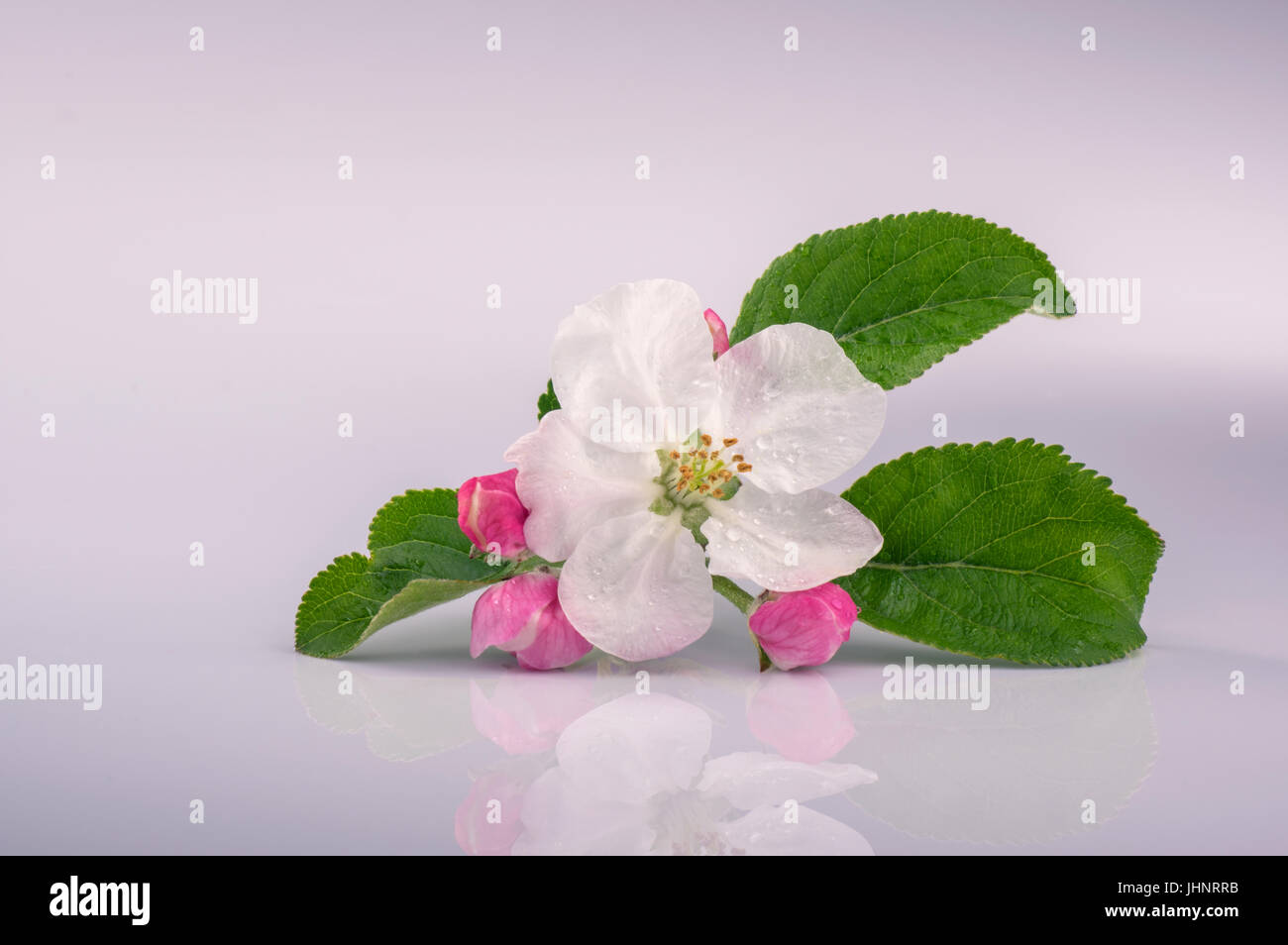 Flowers of apple tree on branch. Studio shoot Stock Photo - Alamy