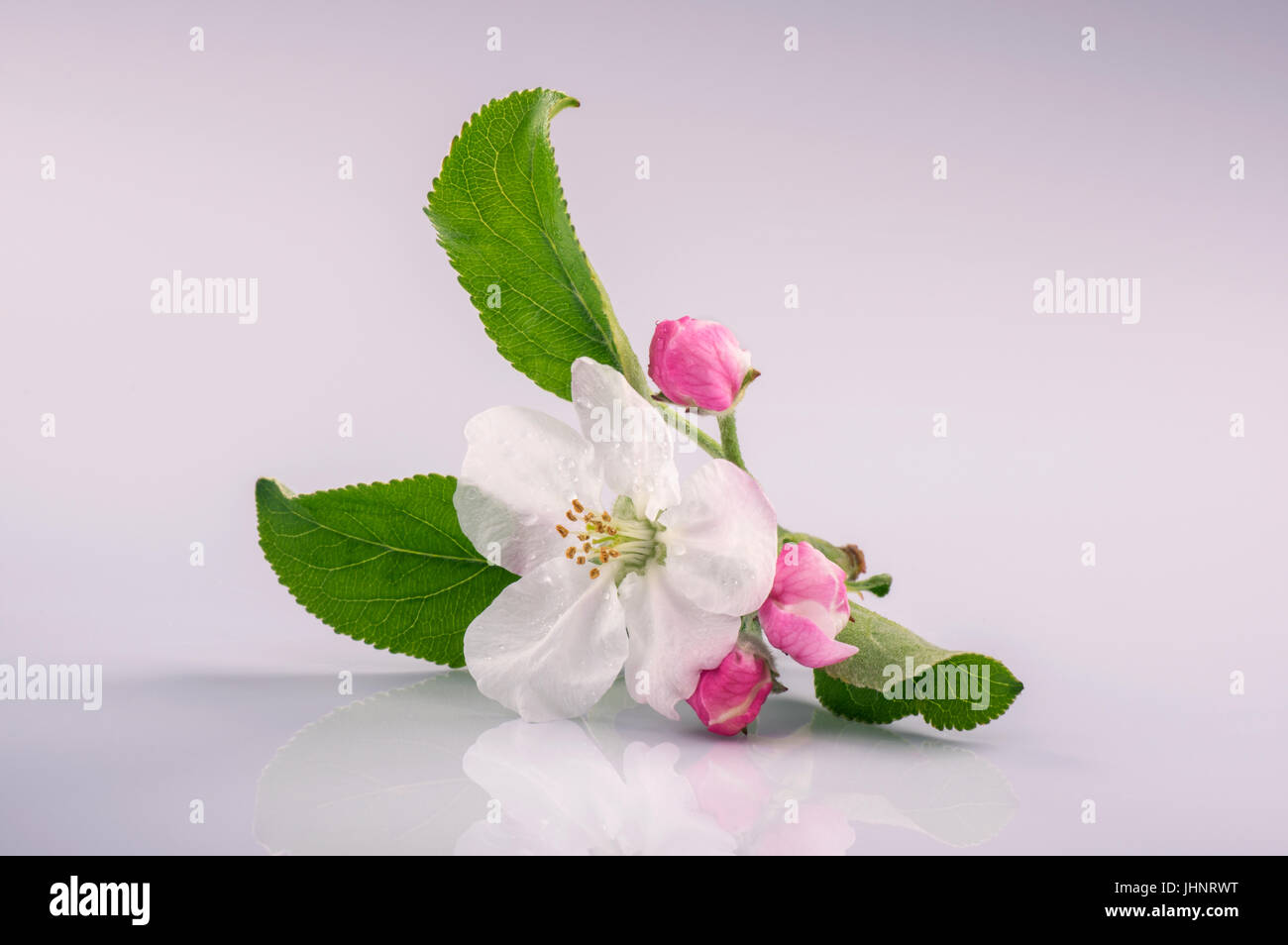 Flowers of apple tree on branch. Studio shoot Stock Photo - Alamy