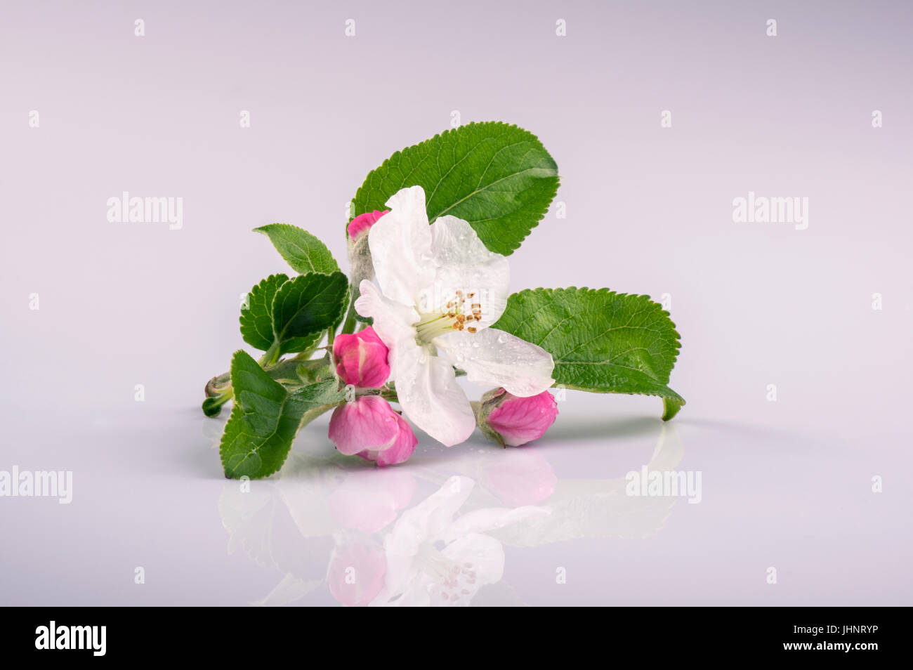 Flowers of apple tree on branch. Studio shoot Stock Photo - Alamy