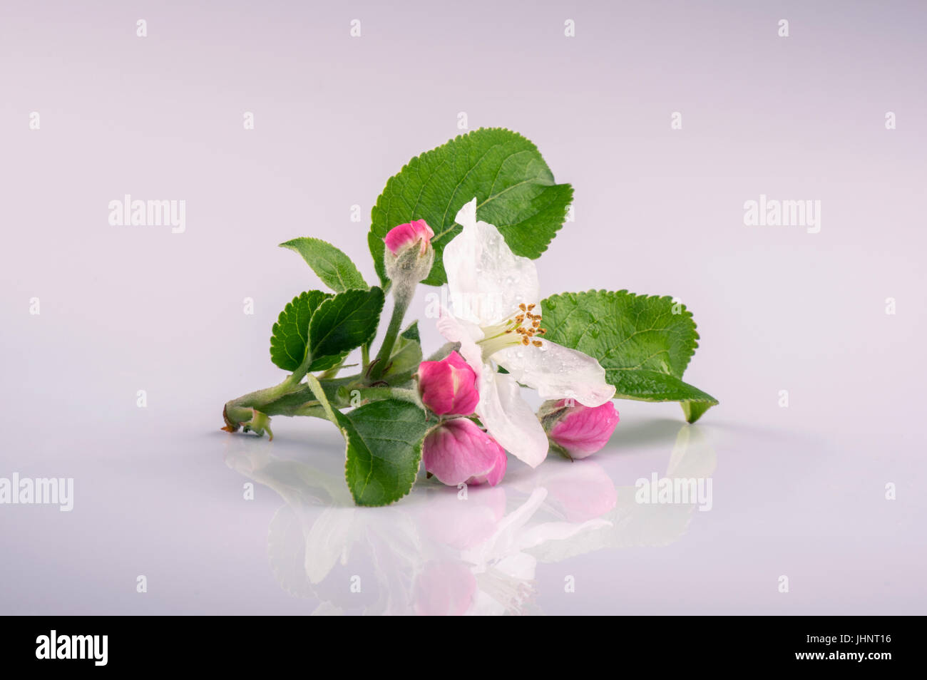 Apple tree branch bud hi-res stock photography and images - Alamy