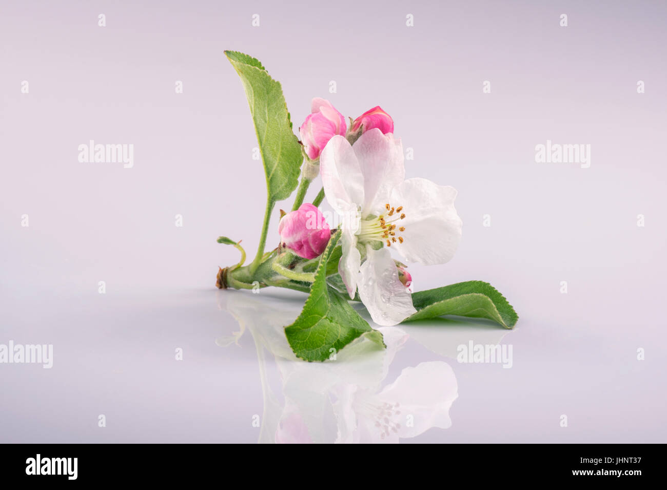 Flowers of apple tree on branch. Studio shoot Stock Photo - Alamy
