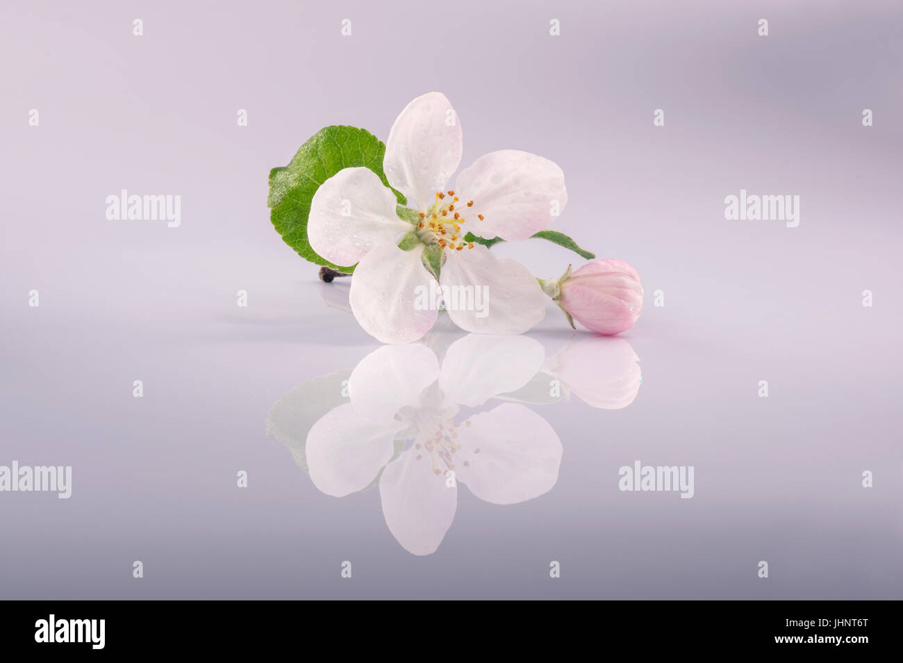 Flowers of apple tree on branch. Studio shoot Stock Photo - Alamy
