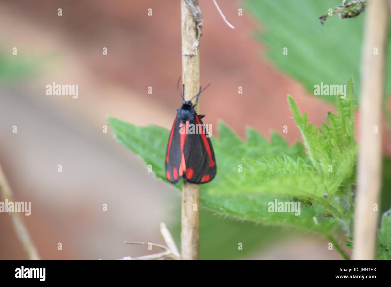 Tyria jacobaeae, The Cinnabar, moth Stock Photo - Alamy