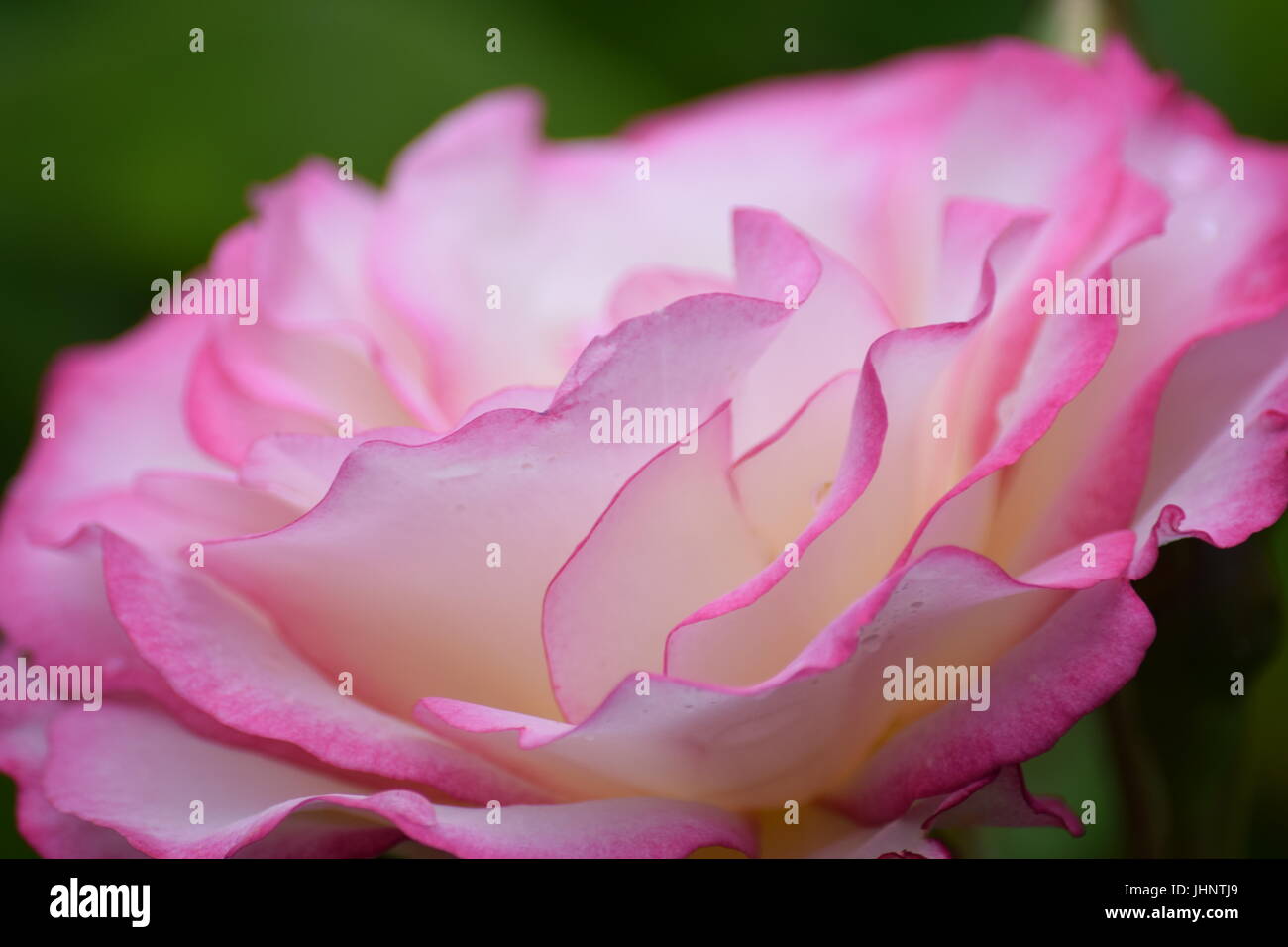 Tea rose with pink Stock Photo - Alamy
