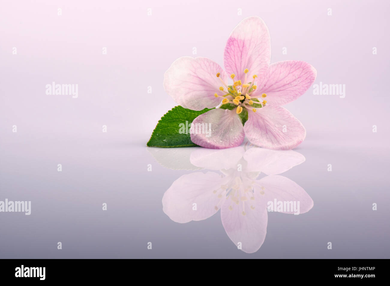 Flowers of apple tree on branch. Studio shoot Stock Photo - Alamy