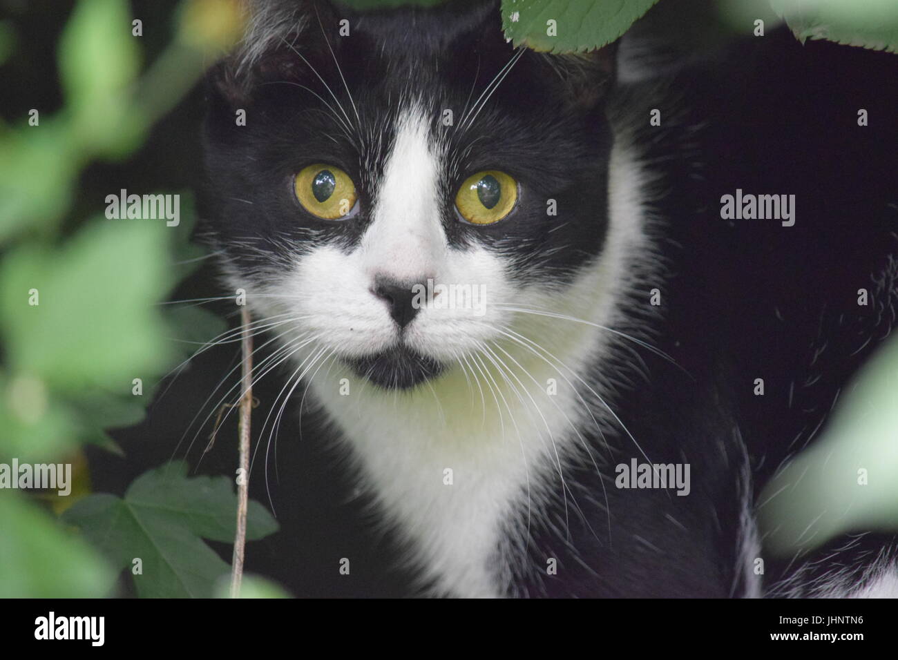 Cat in the hedge Stock Photo - Alamy