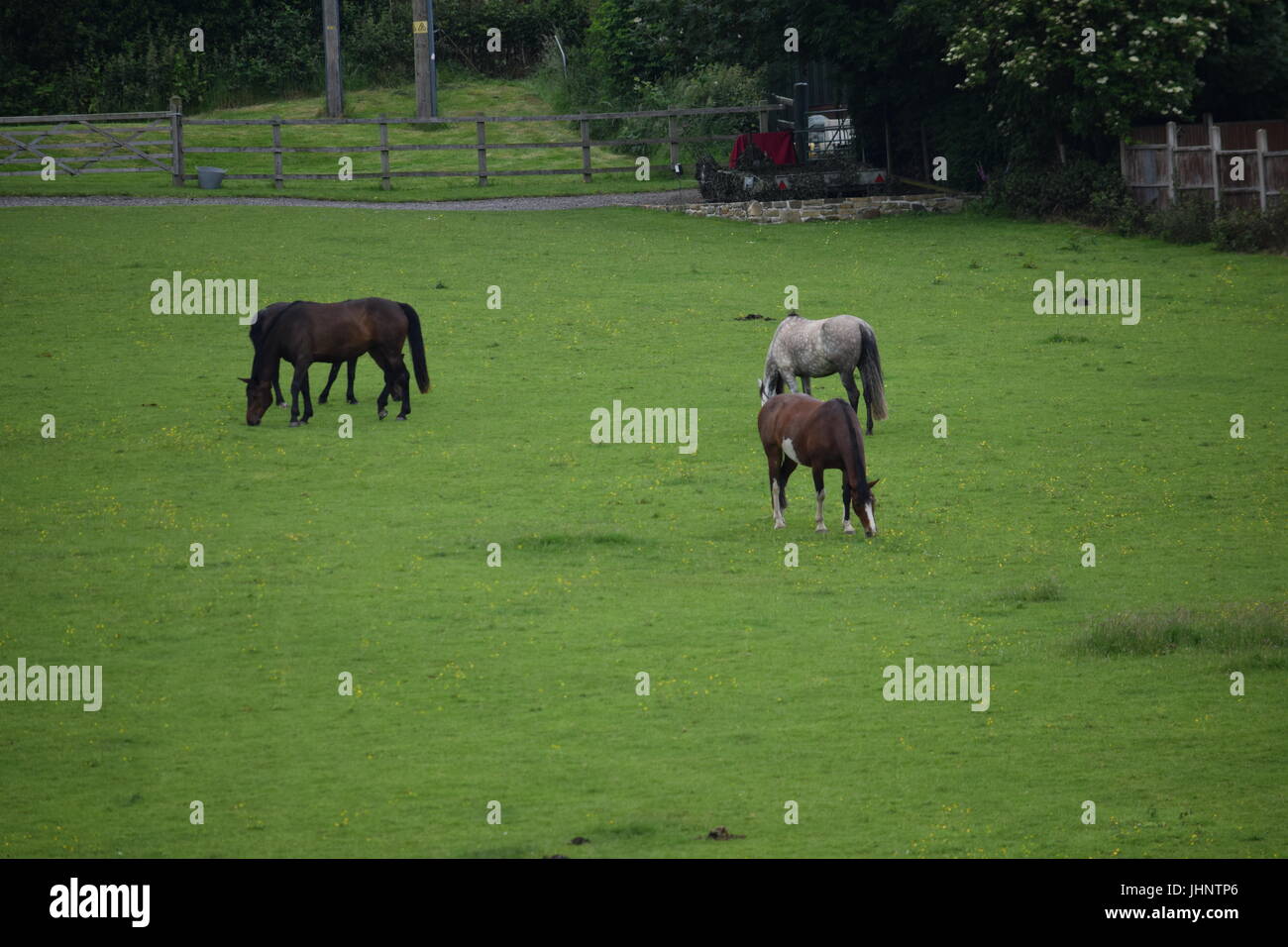 Horses in a field Stock Photo - Alamy
