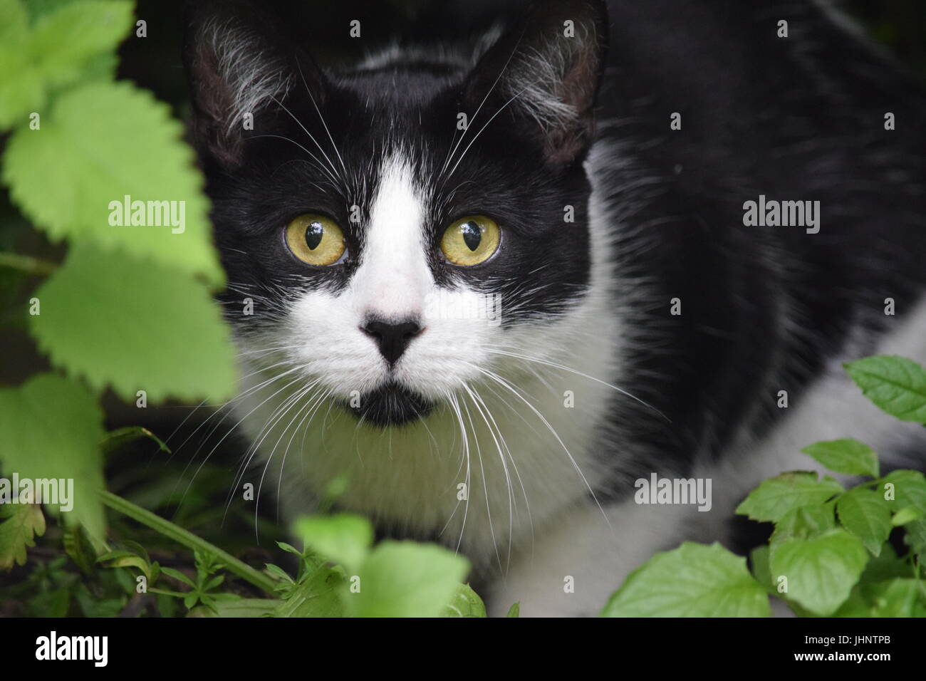 Cat in the hedge Stock Photo - Alamy