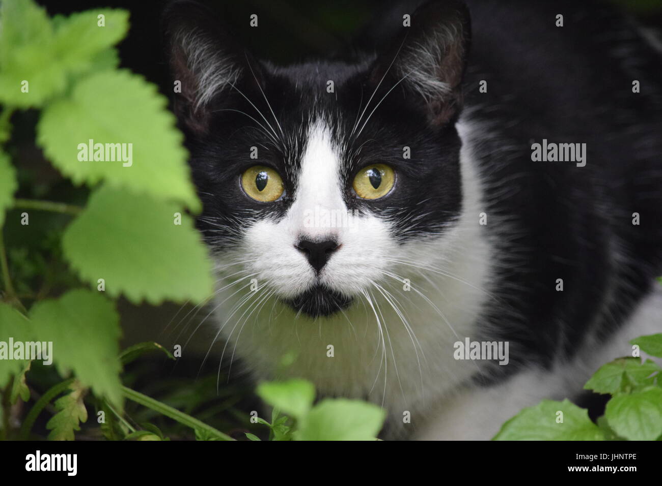 Cat in the hedge Stock Photo - Alamy