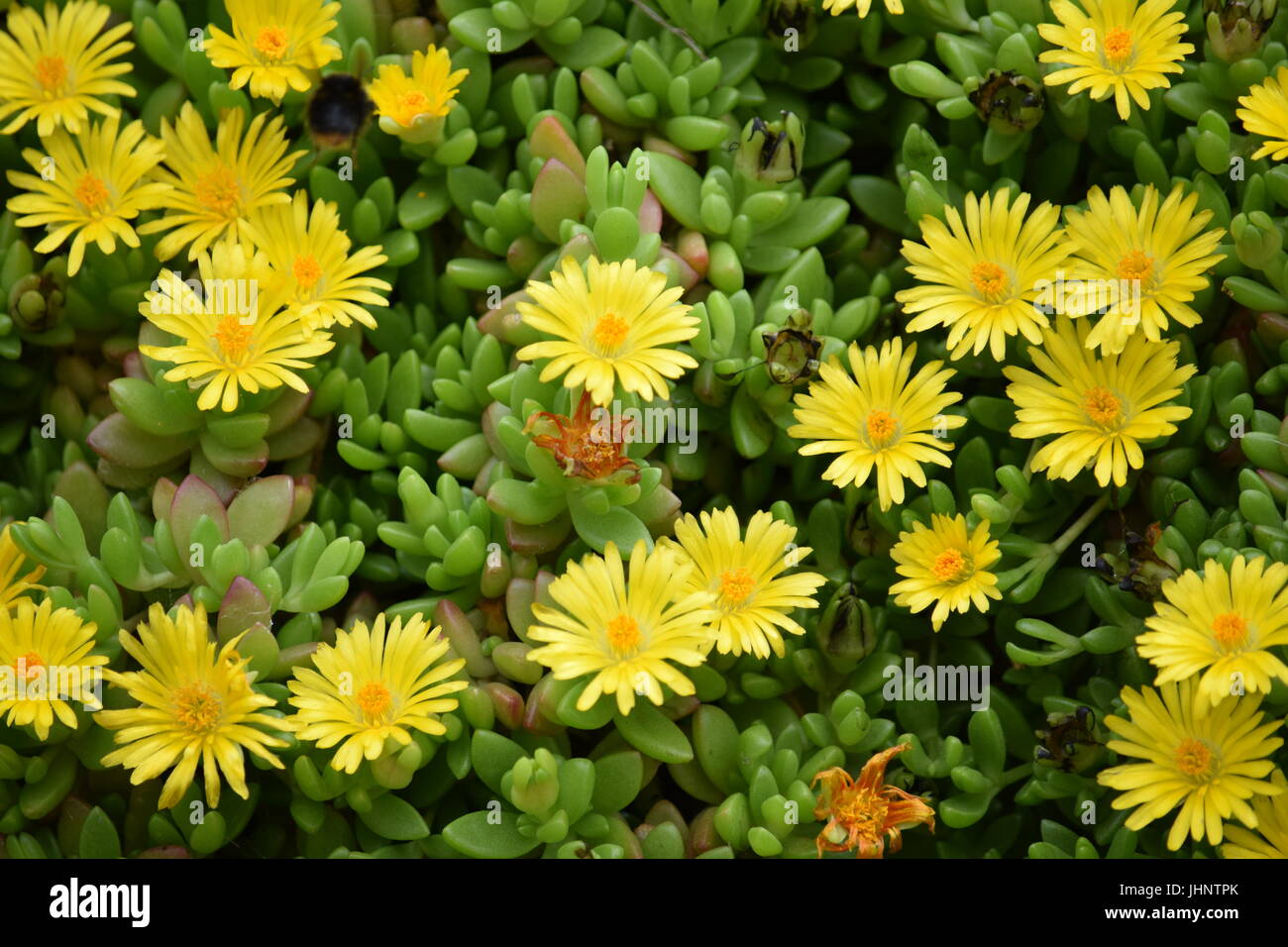 Yellow sedum or sedum acre Stock Photo - Alamy