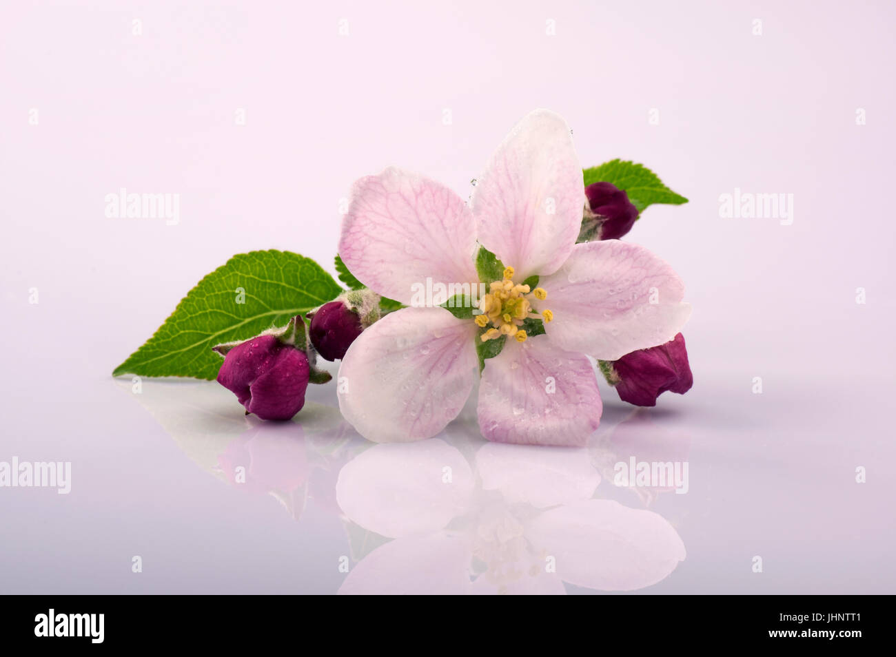 Flowers of apple tree on branch. Studio shoot Stock Photo - Alamy
