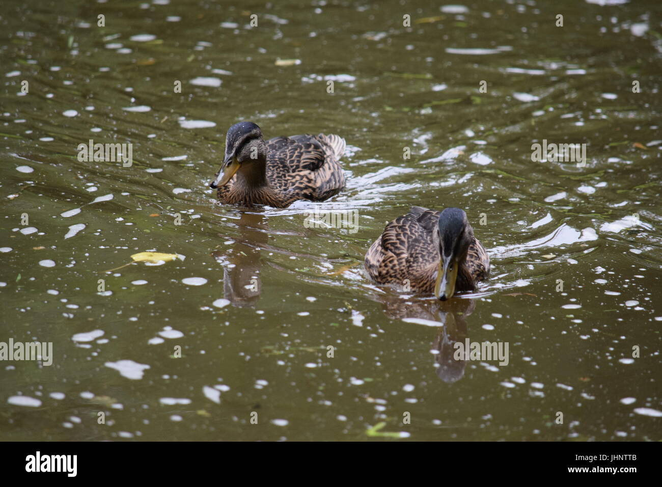 Ducks in water Stock Photo - Alamy
