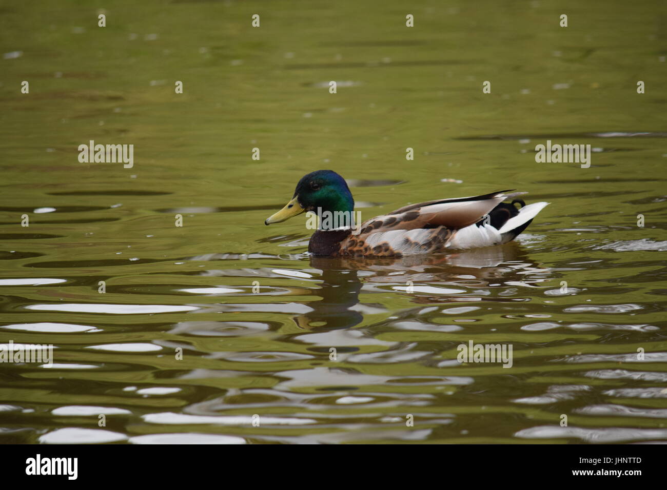 Ducks in water Stock Photo - Alamy