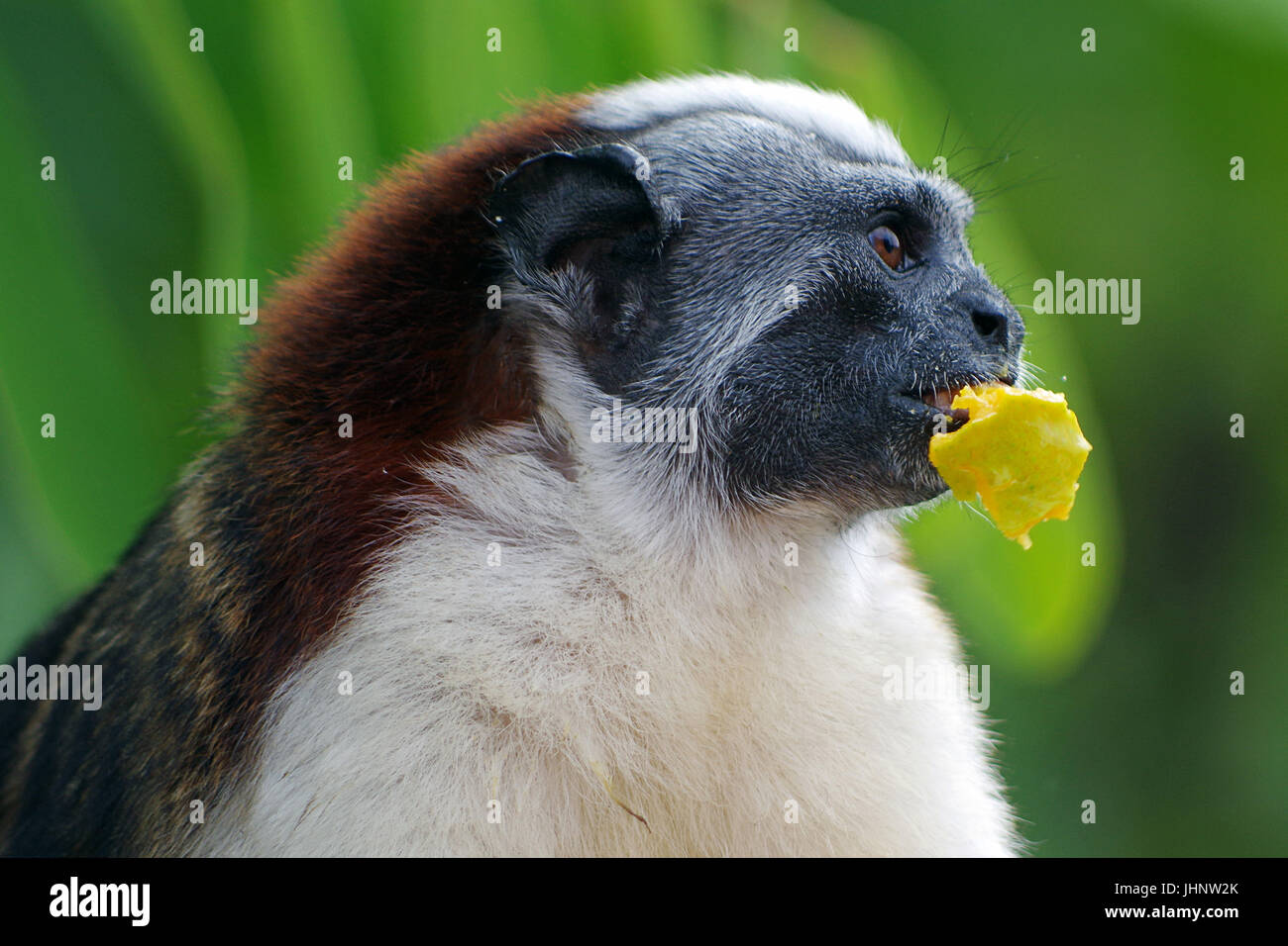 Panama wildlife geoffroys tamarin hi-res stock photography and images ...