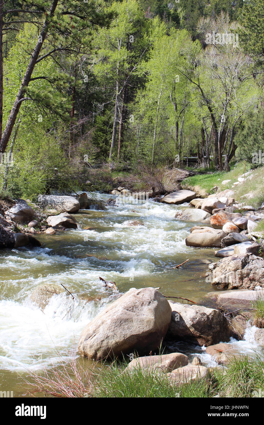 Rushing stream of runoff from Mount Princeton through a forest in ...